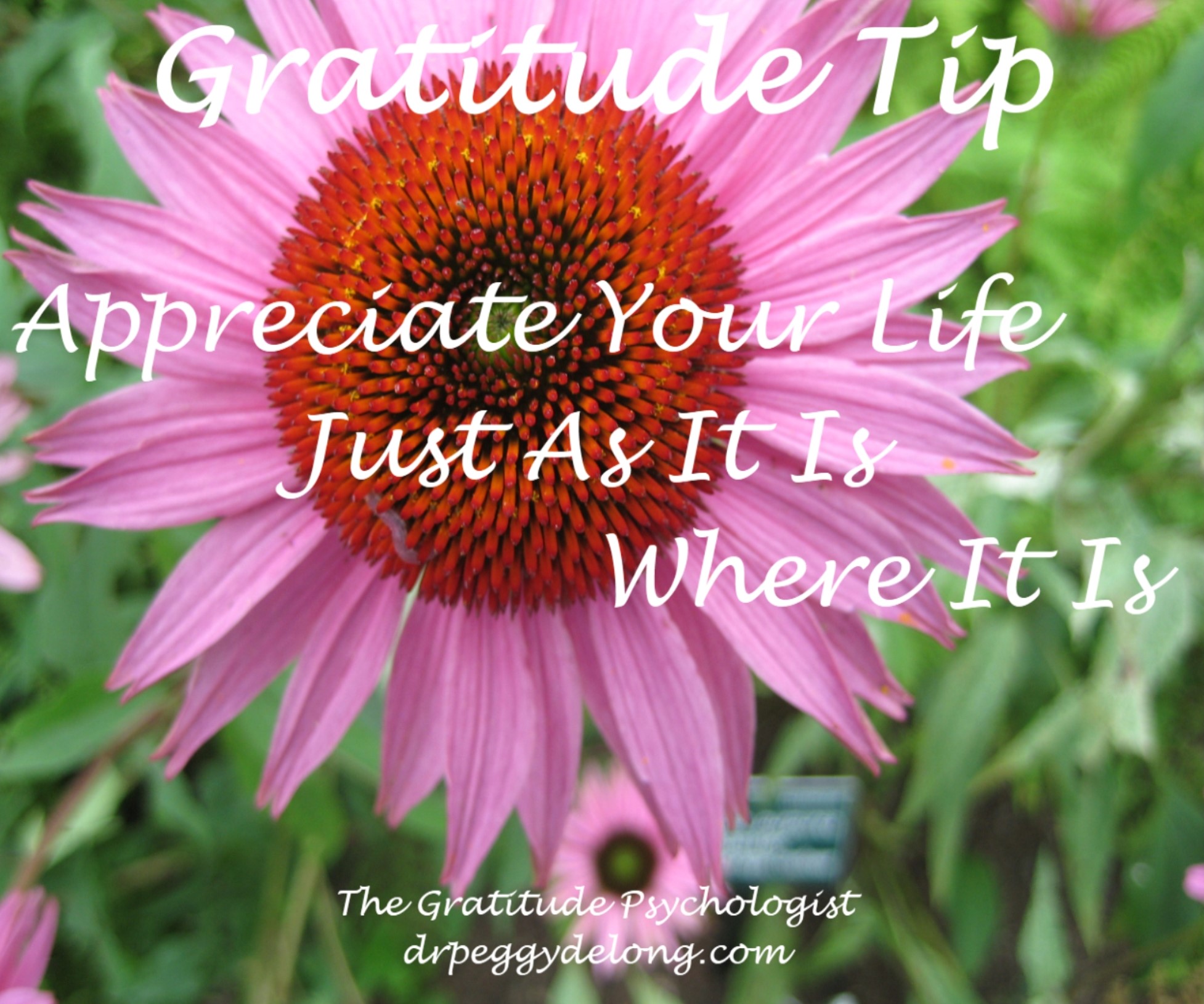 Gratitude Tip - Appreciate Your Life Where It Is - Dr. Peggy DeLong